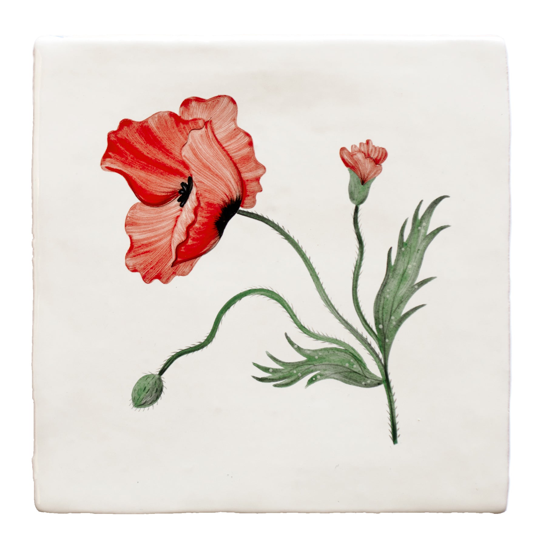 Cornish Meadow Poppy – Decorum Studio Cornwall
