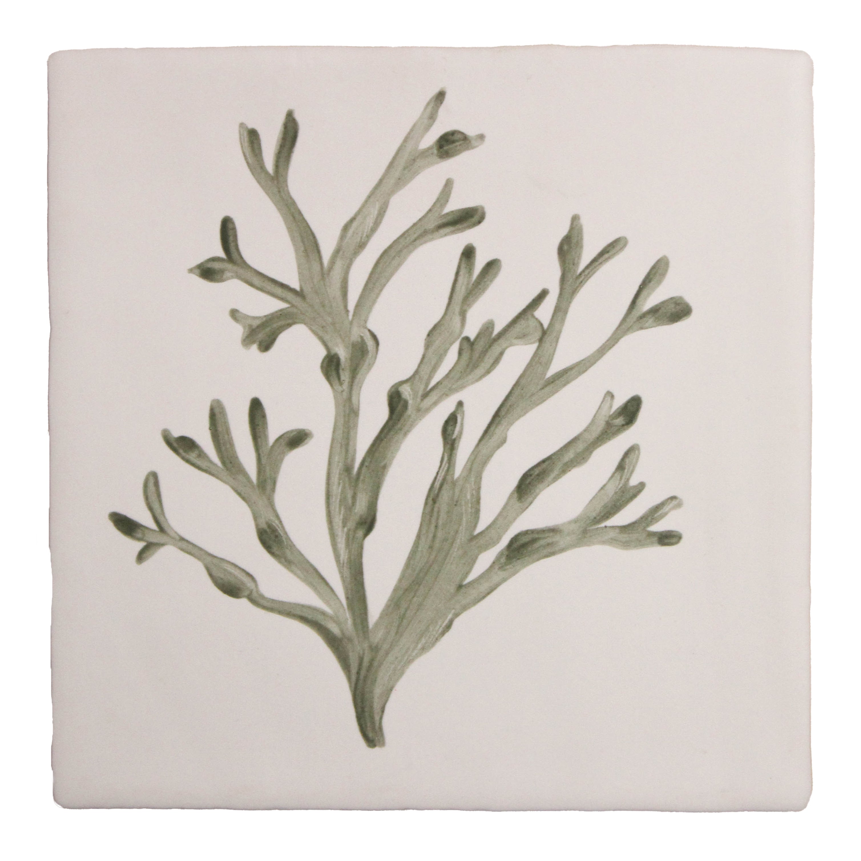 Bladder Wrack Seaweed – Decorum Studio Cornwall