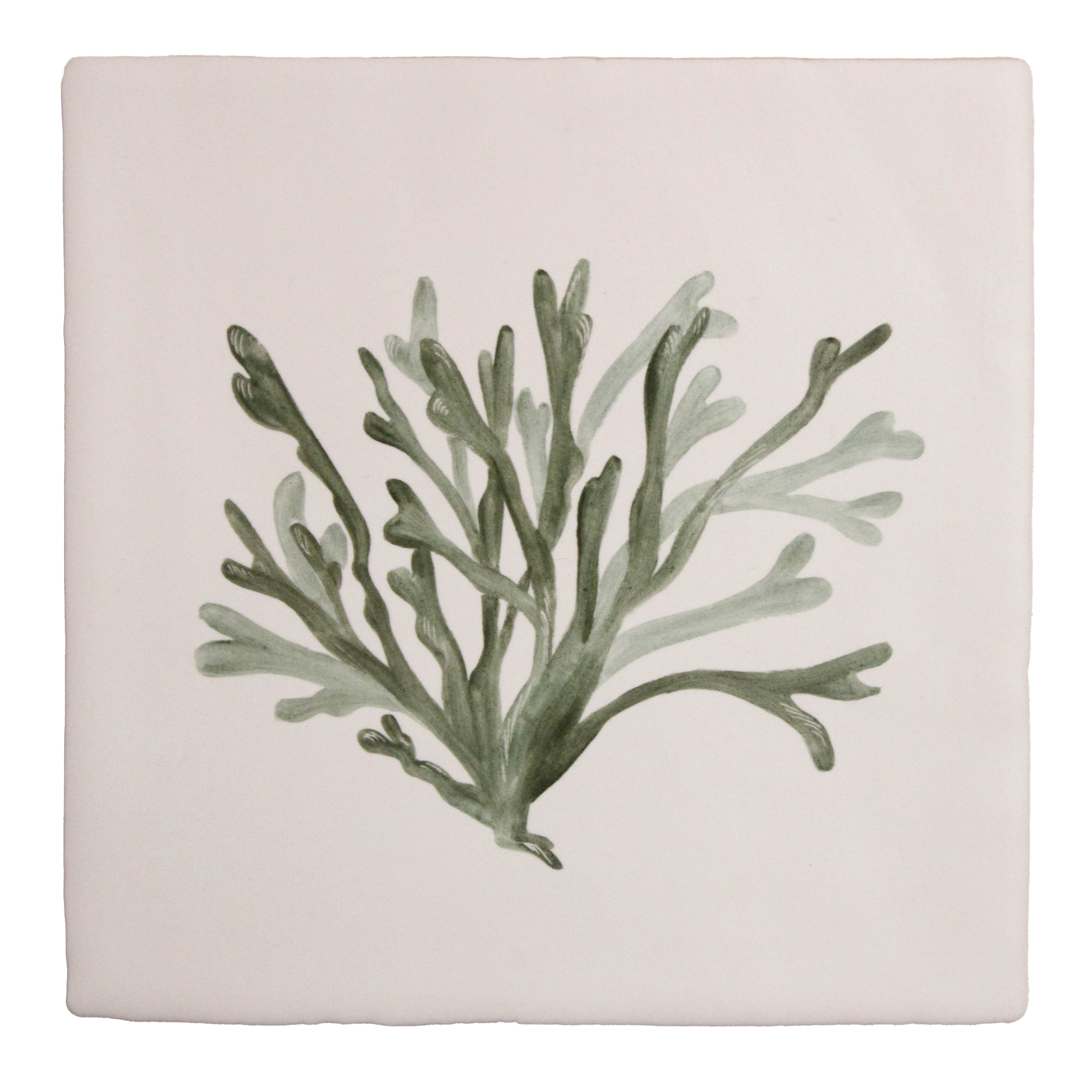 Channelled Wrack Seaweed – Decorum Studio Cornwall