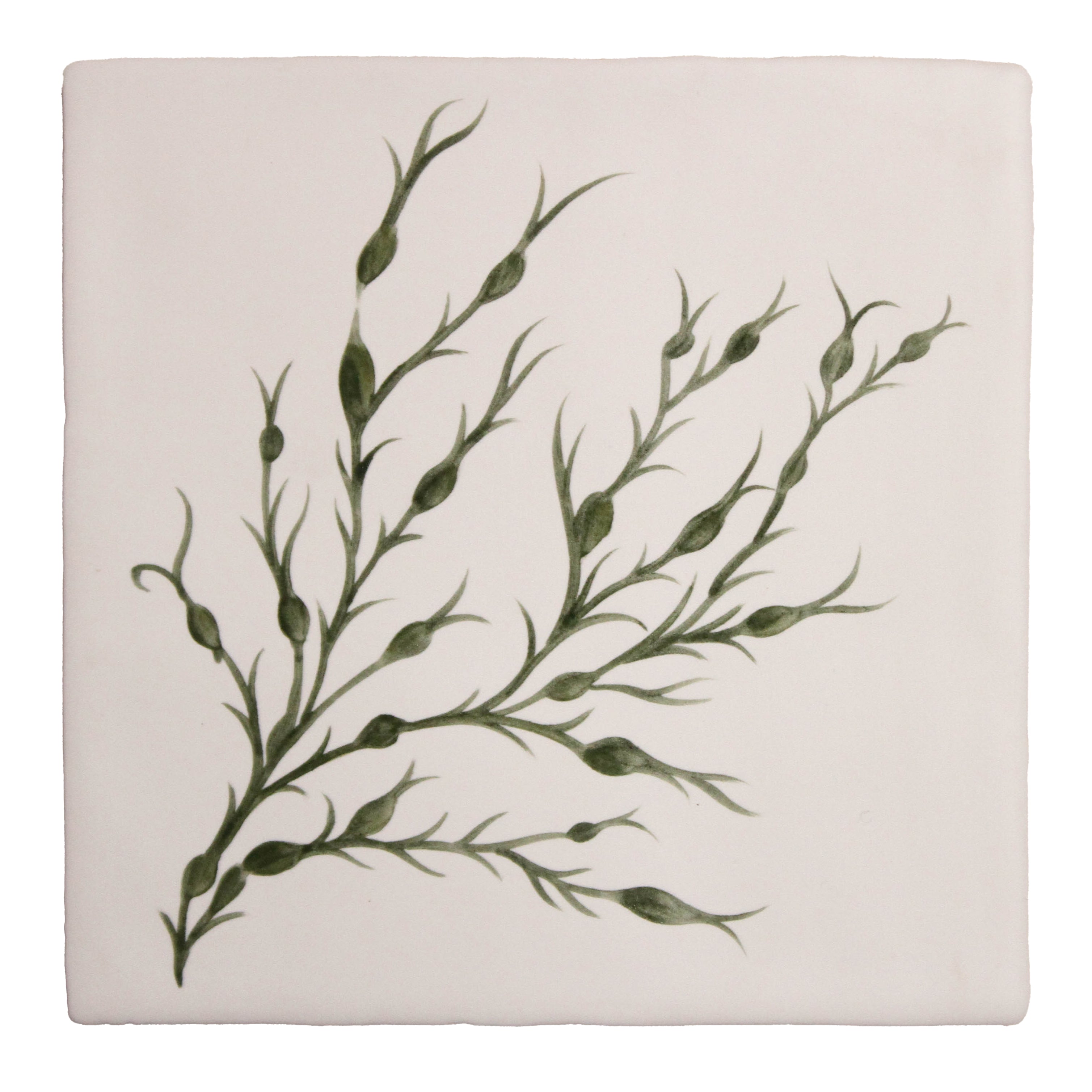 Egg Wrack Seaweed – Decorum Studio Cornwall