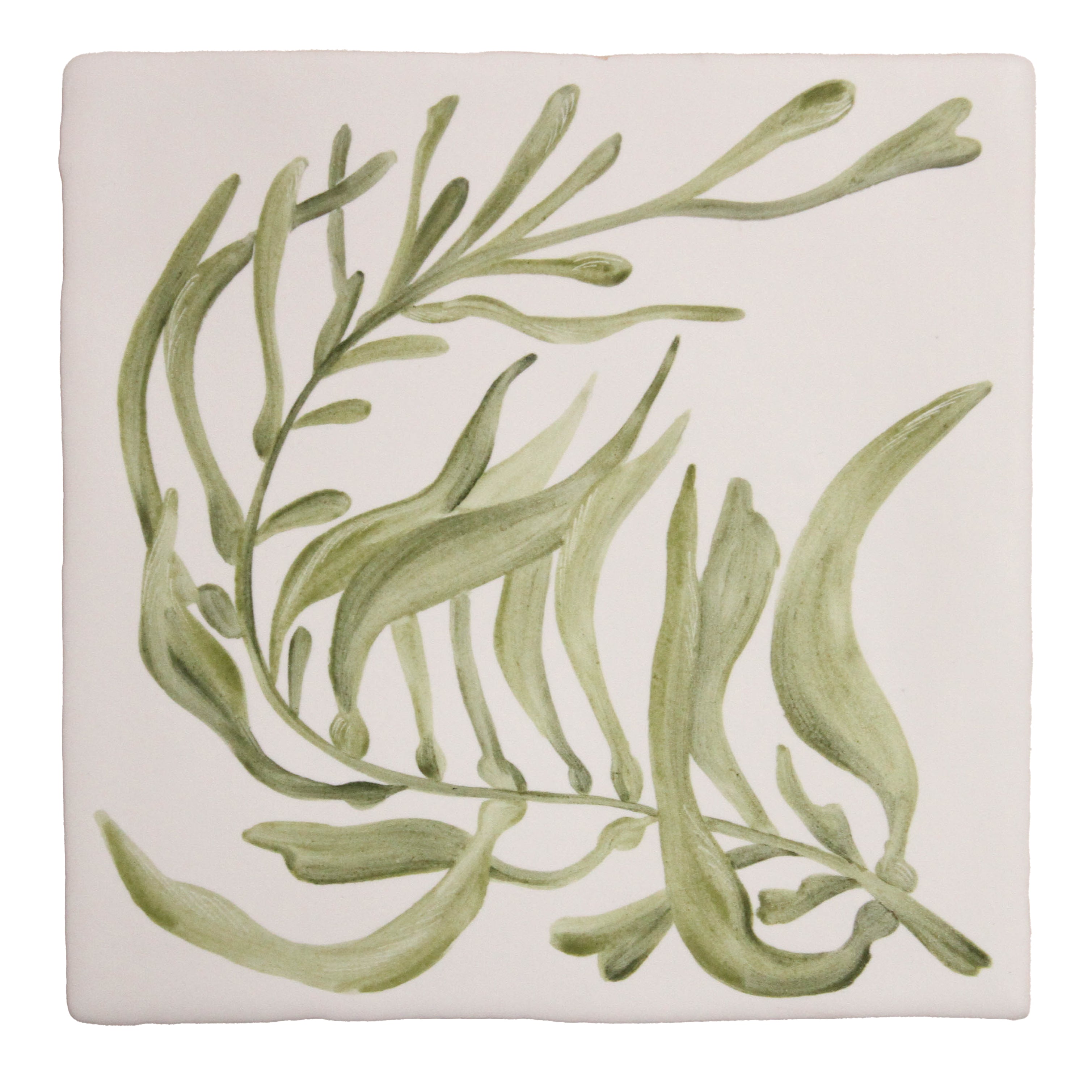 Giant Kelp Seaweed – Decorum Studio Cornwall