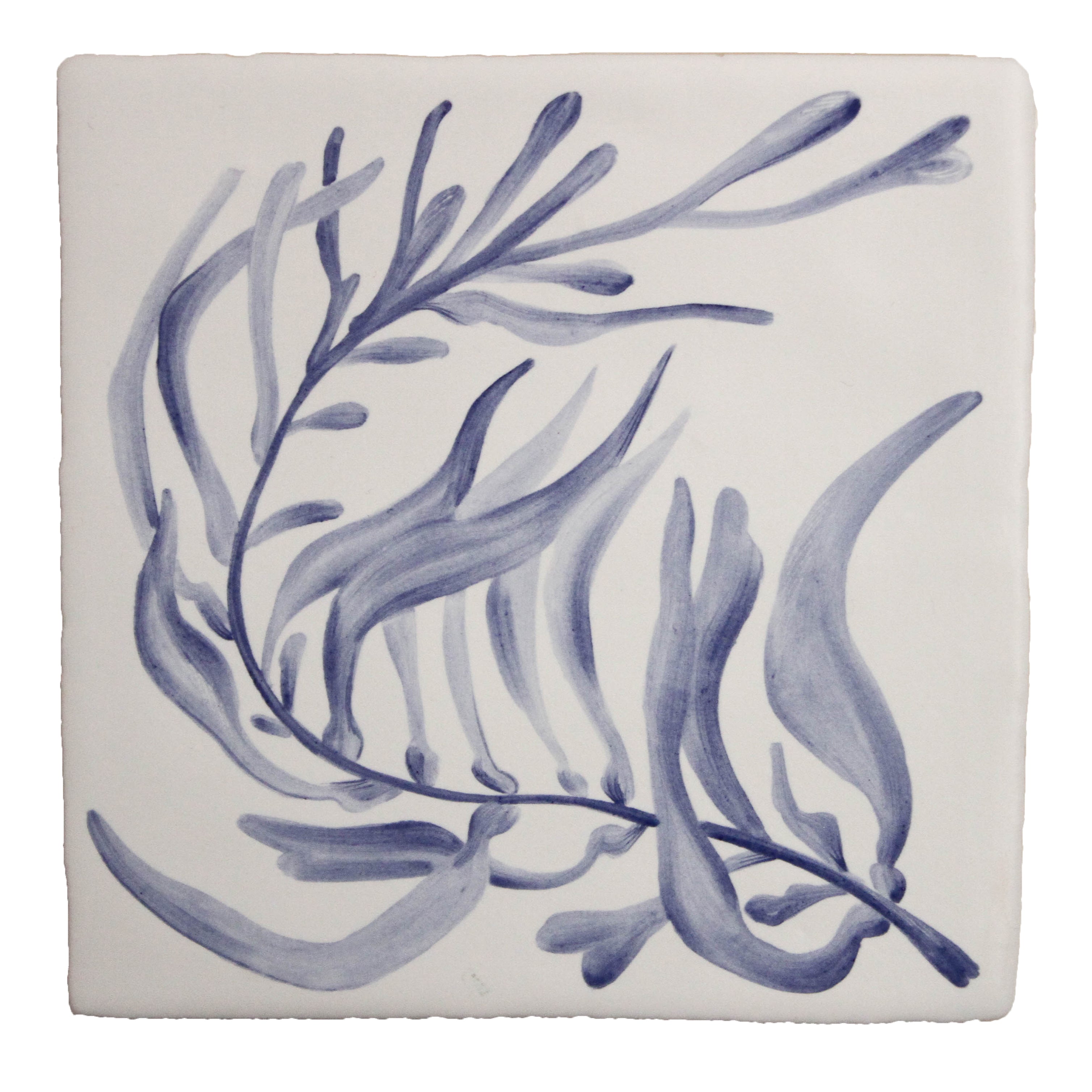 Giant Kelp Seaweed Blue – Decorum Studio Cornwall