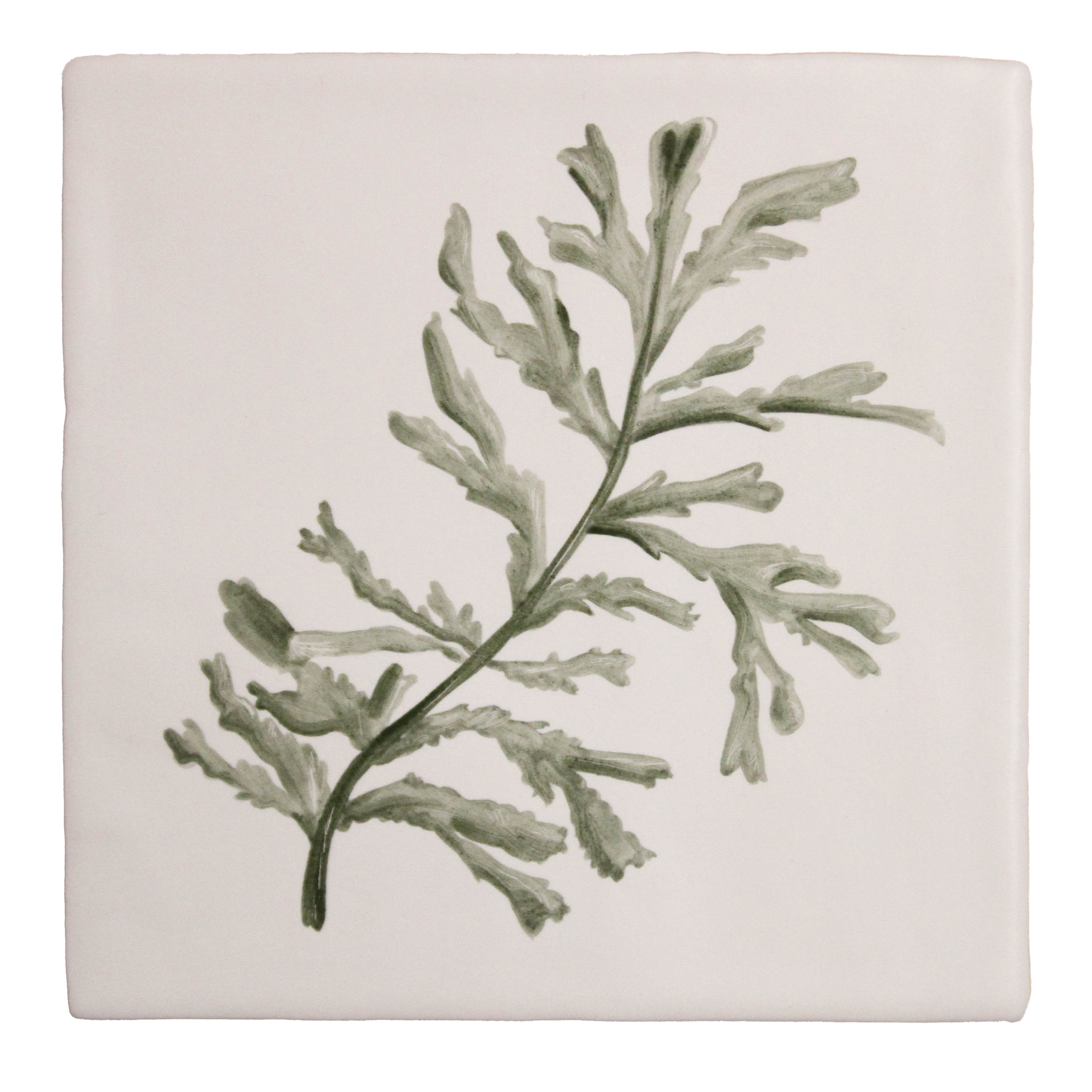 Serrated Wrack Seaweed – Decorum Studio Cornwall