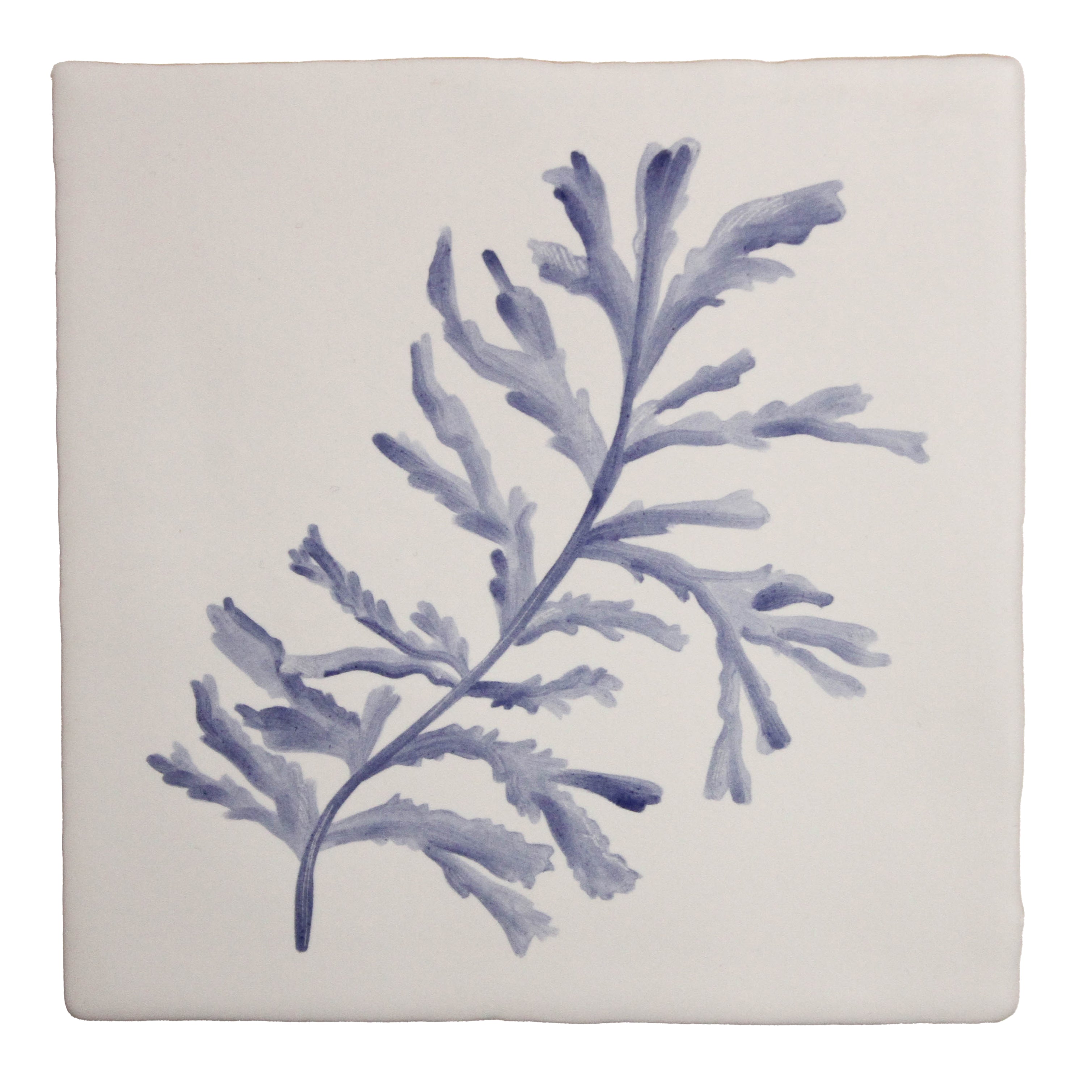 Serrated Wrack Seaweed Blue – Decorum Studio Cornwall